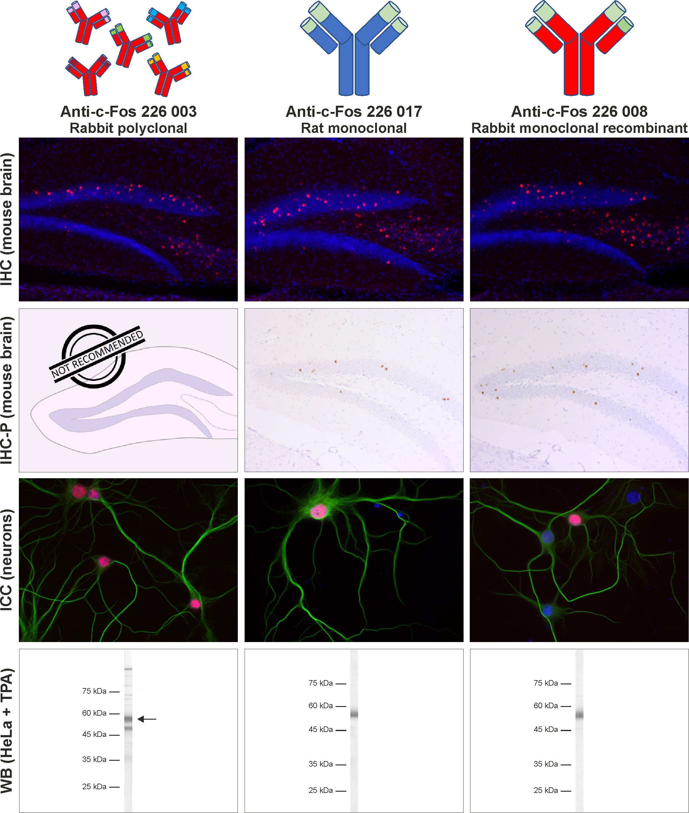 Synaptic Systems - Improve your c-Fos experiment Synaptic Systems - Improve your c-Fos experiment